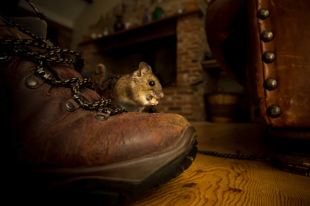How to Deal With Mice in Your Home | Eco Serve Pest Services