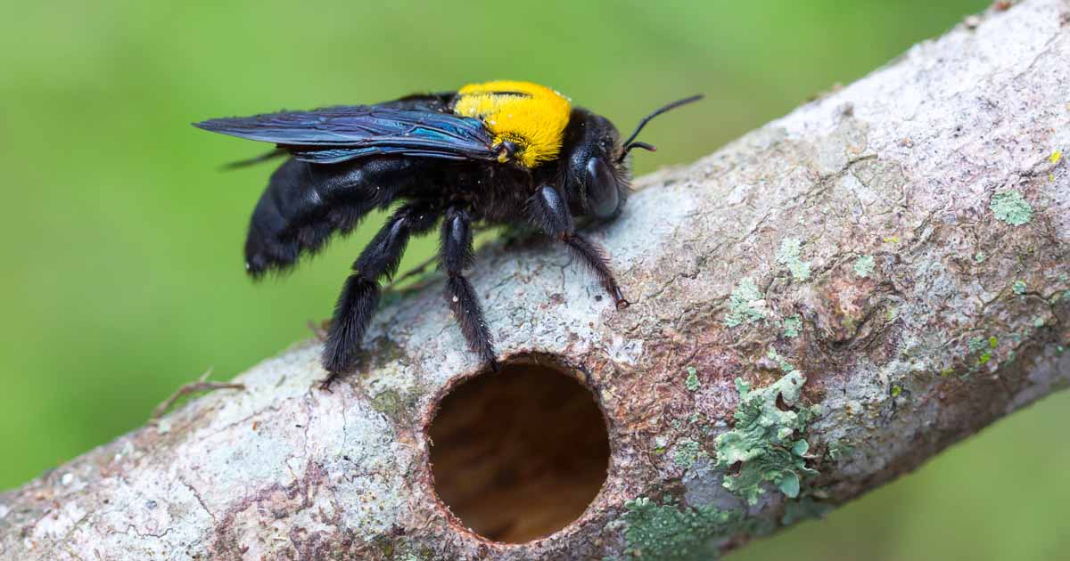 Signs of Carpenter Bees Around Your Home| Eco Serve Pest Sevices