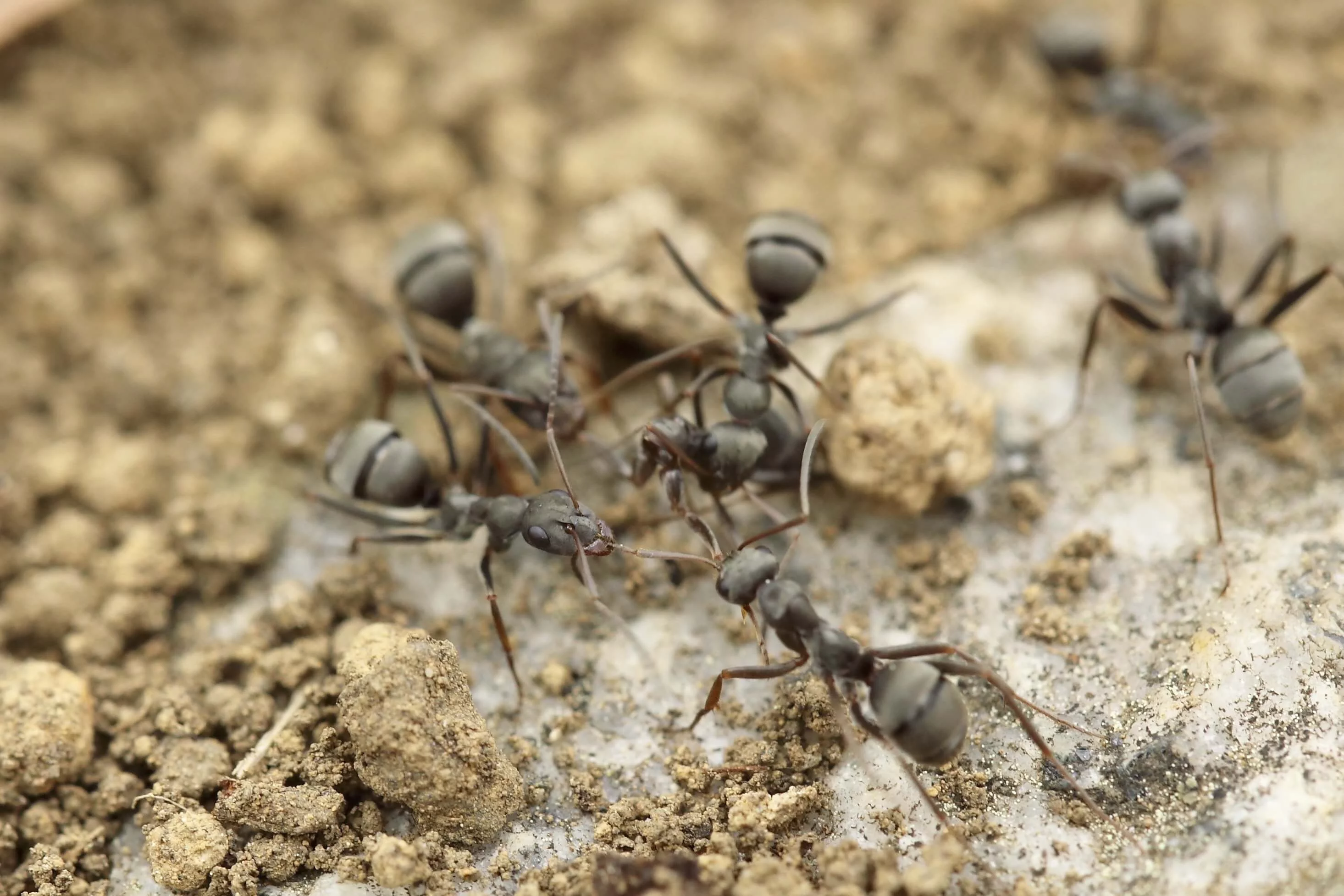 Different Species of Ants in New York | Eco Serve Pest Services | Ant ...
