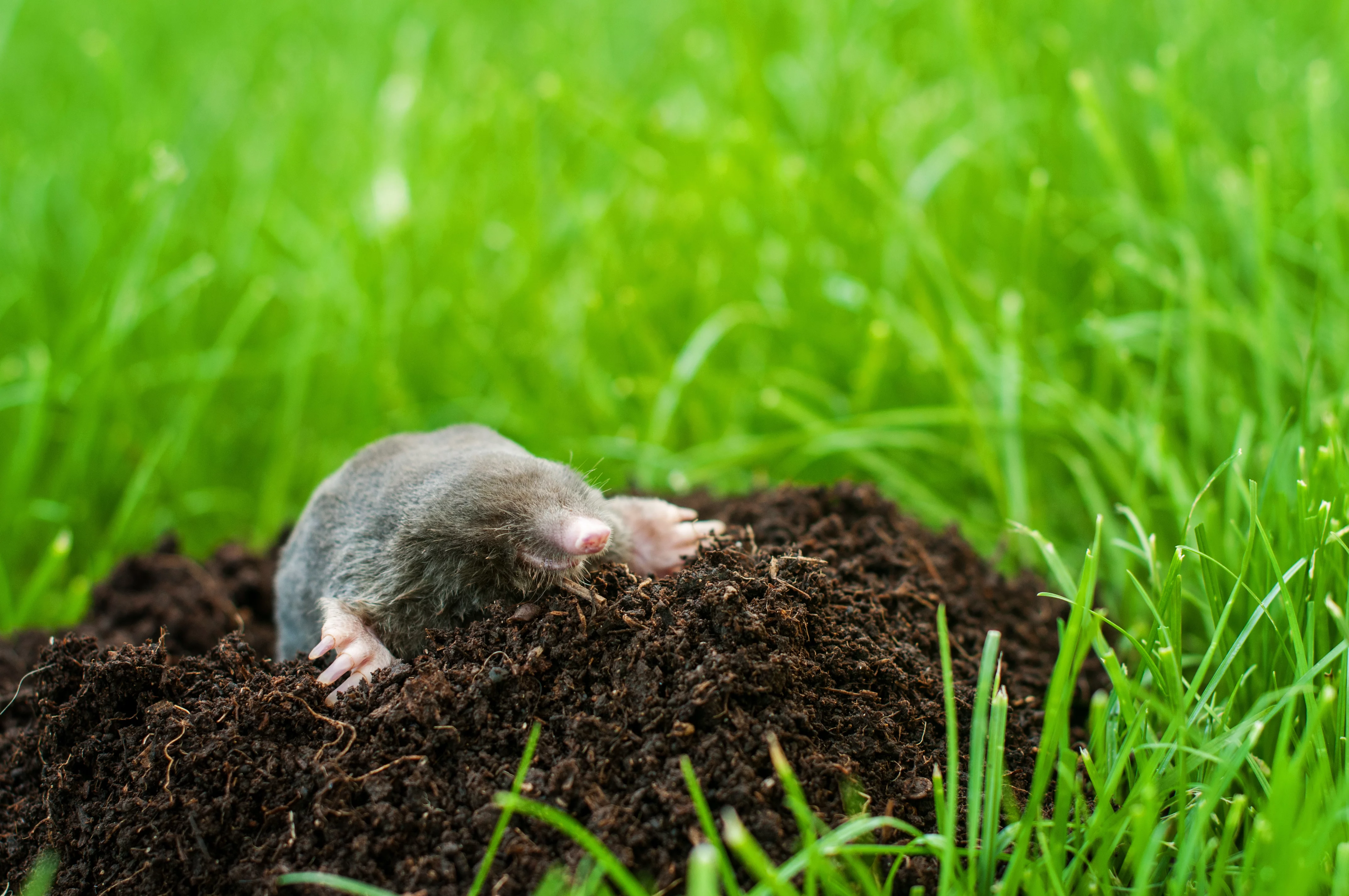 What's the Difference Between Moles & Voles | Eco Serve Pest Services