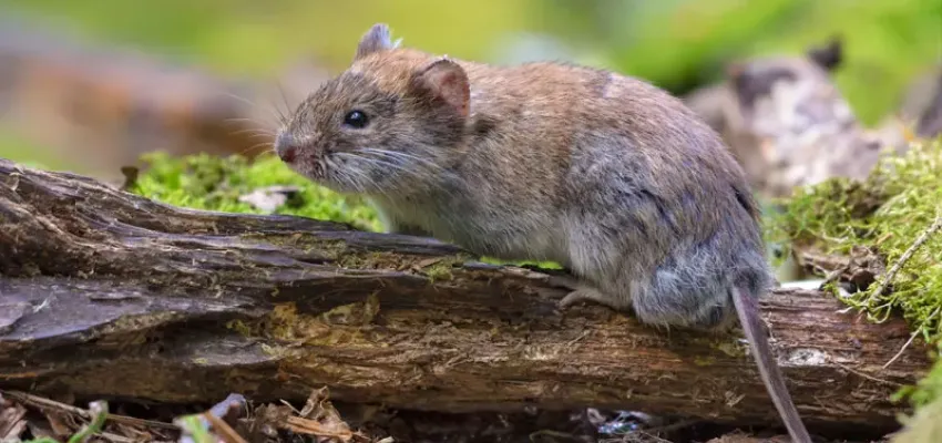 What's the Difference Between Moles & Voles | Eco Serve Pest Services